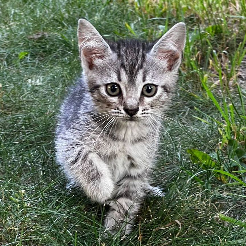 Кошка без породная маленькая