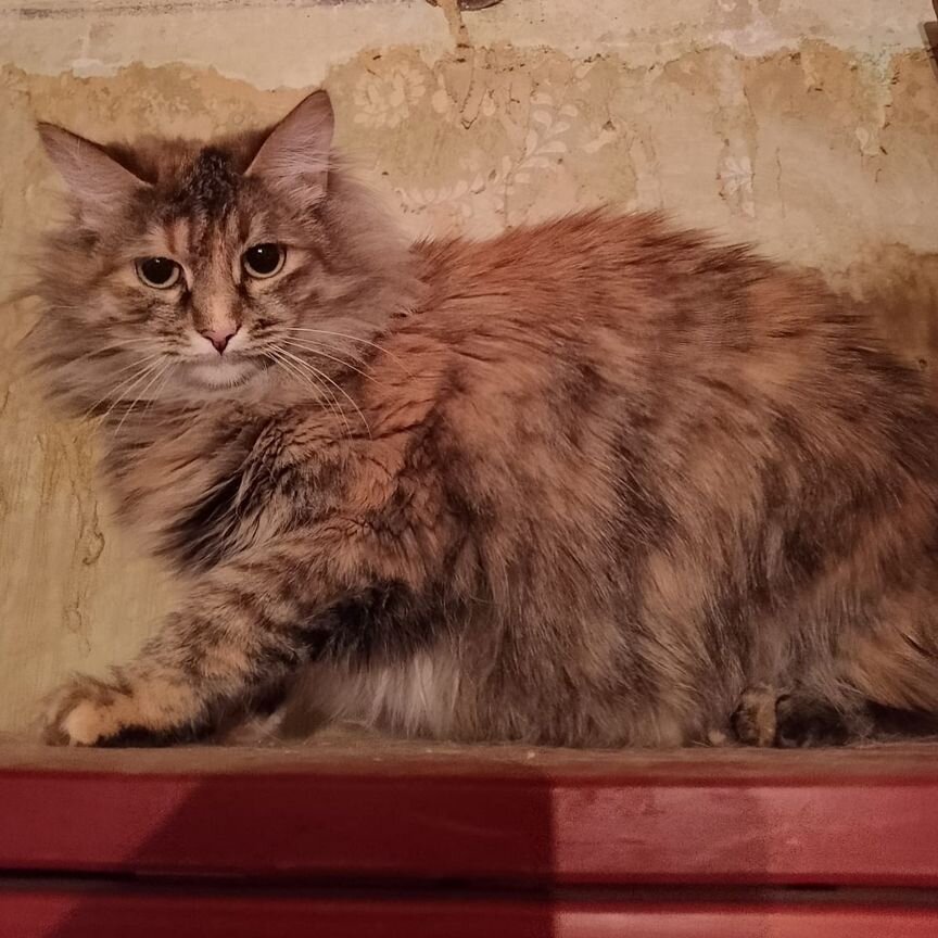 Кошка Наташа