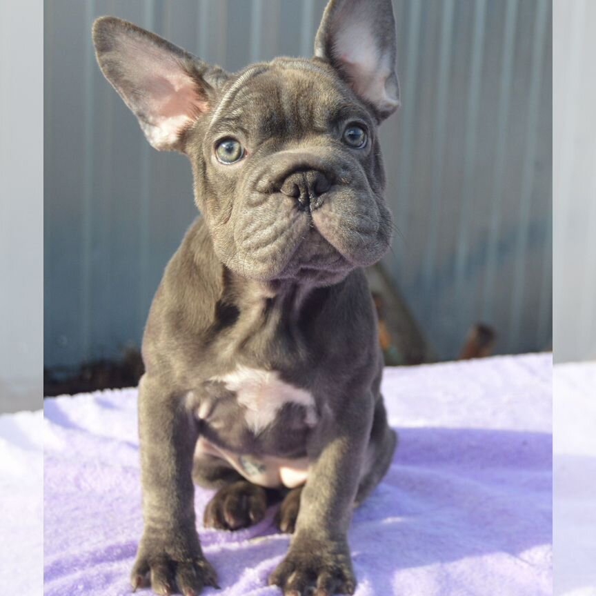 Французский бульдог, щенок