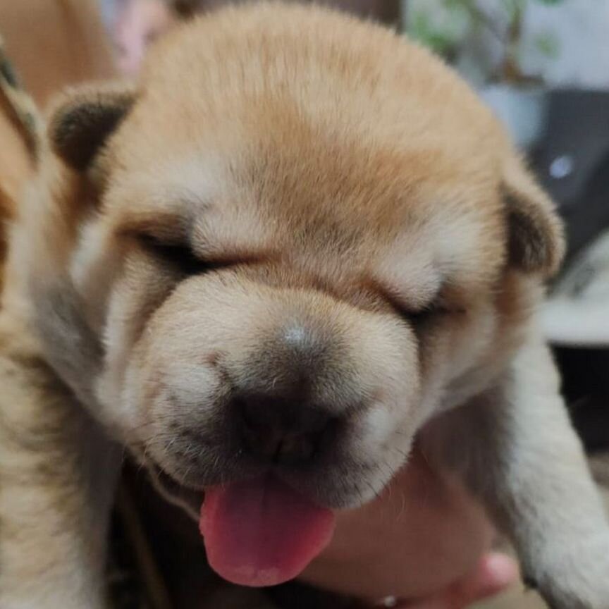 Шарпей, щенок