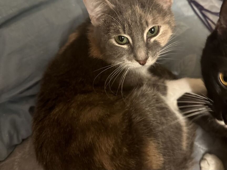 Кошка в добрые руки