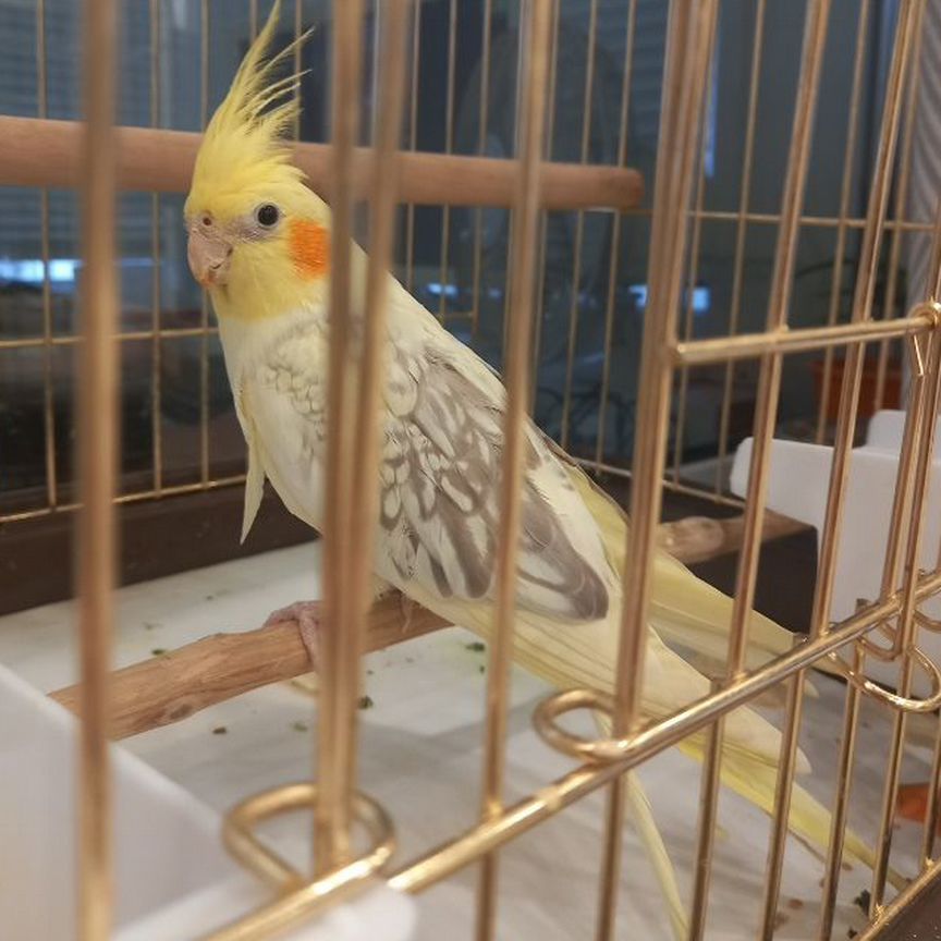 Попугай корелла