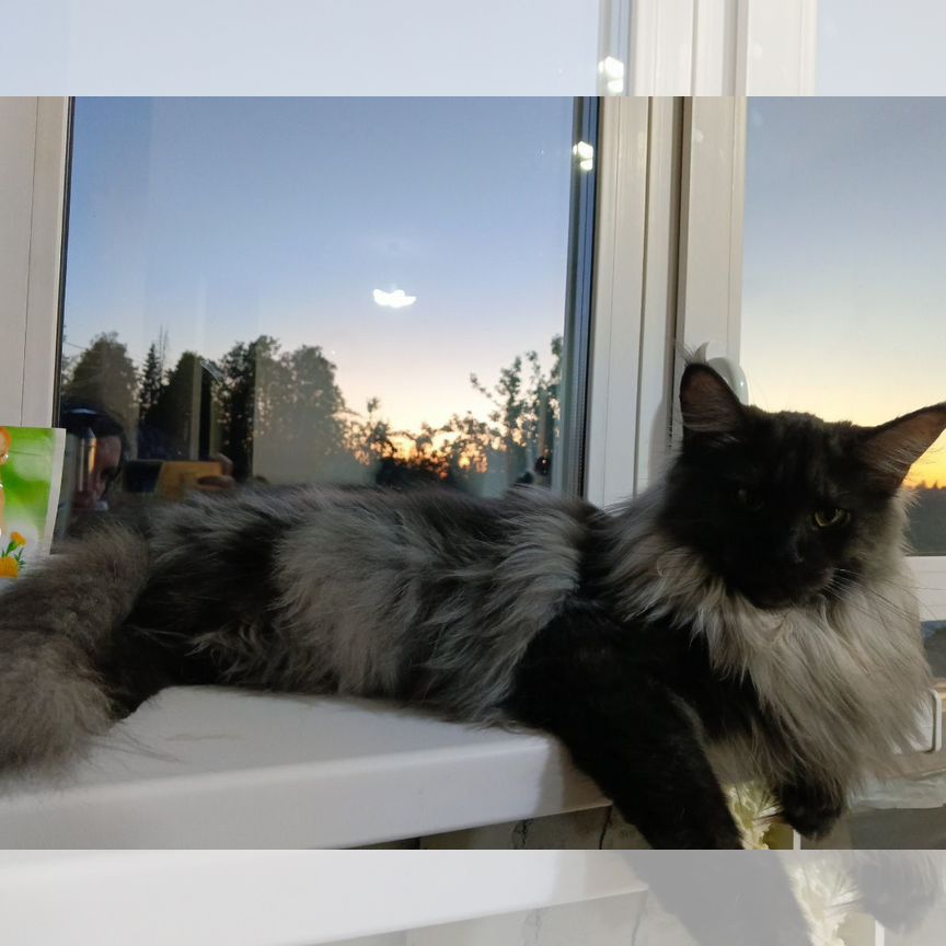 Мейн-кун котёнок