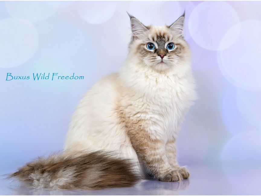 Невская маскарадная