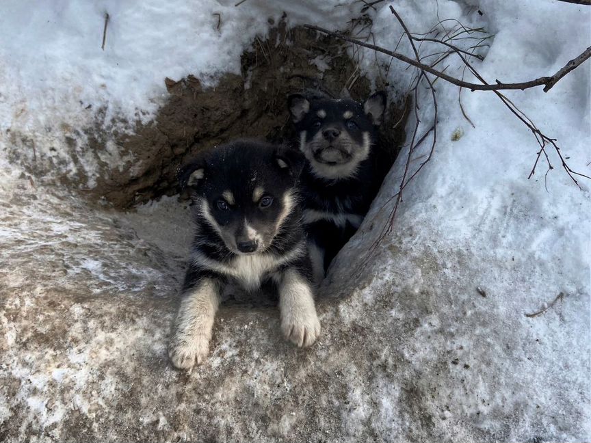 В норе замерзают щенки
