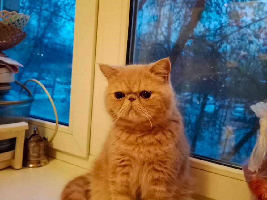 Экзотический котик