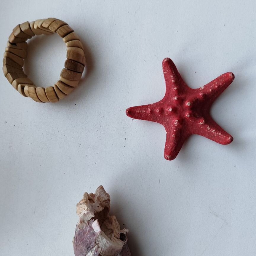 Морская звезда, ракушки