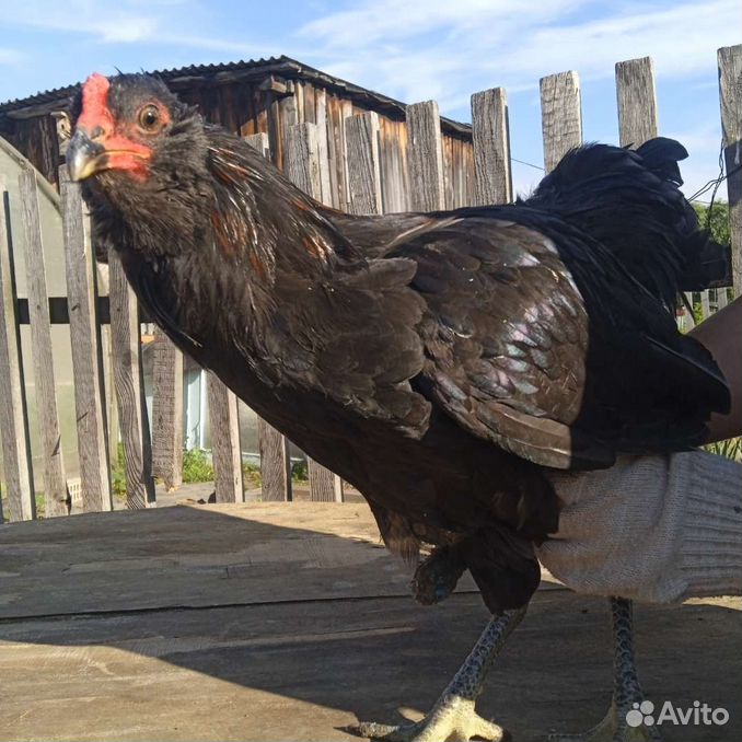 Петушки Америукана