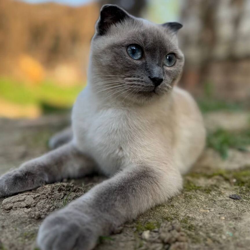 Отдам кошку в добрые руки