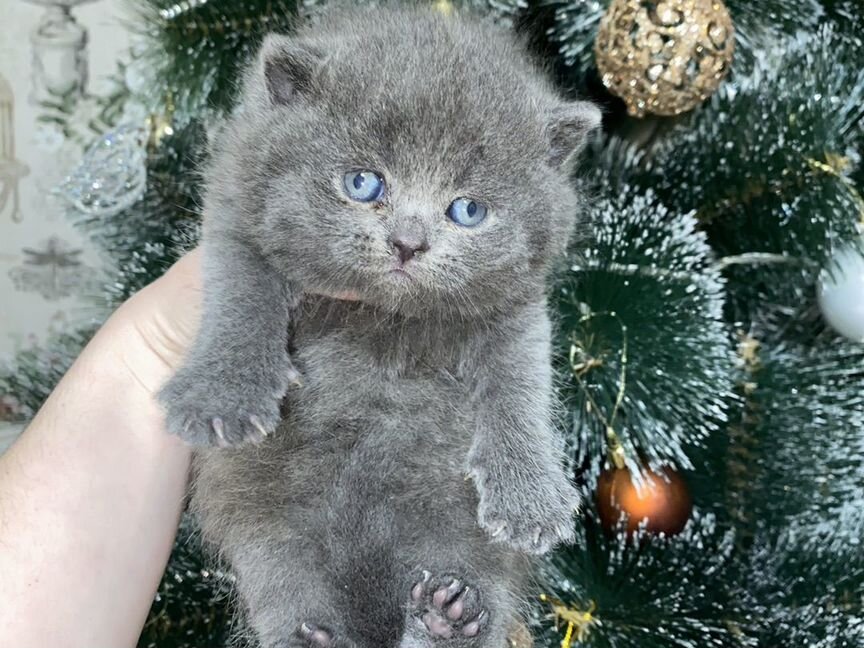 Британские вислоухие котята серые