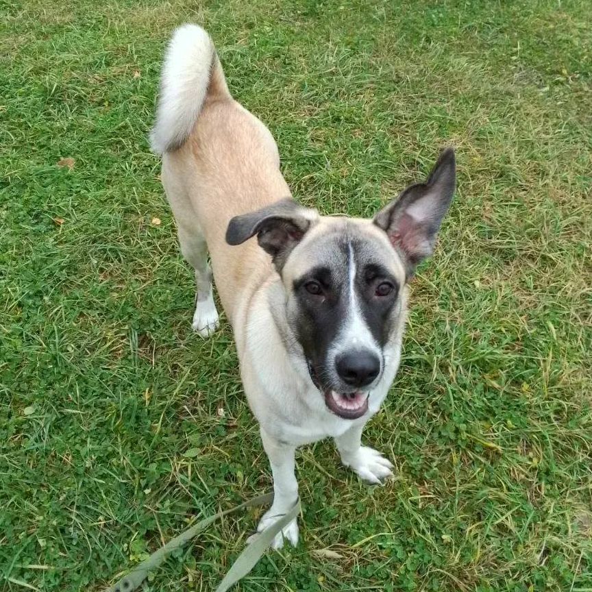 Австралийский келпи, щенок