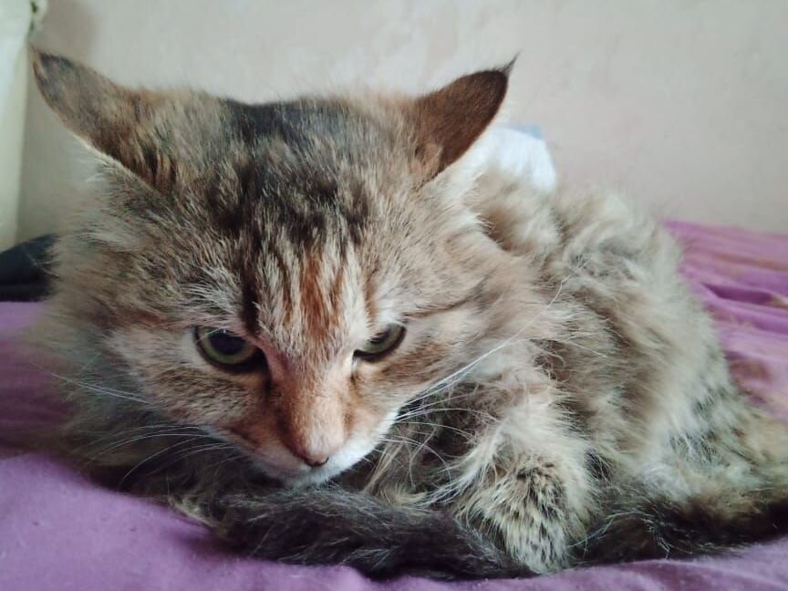 Ла-перм лаперм