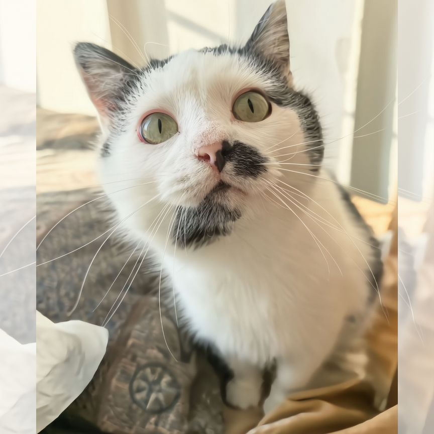 Взрослый кот в добрые руки