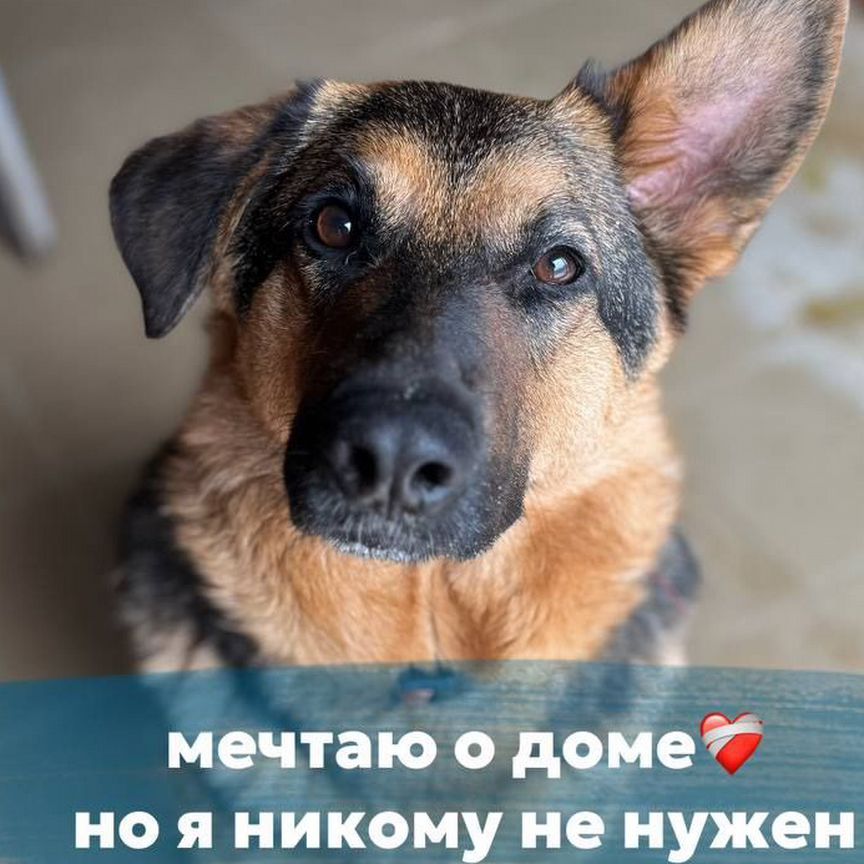 Взрослый пёс в добрые руки