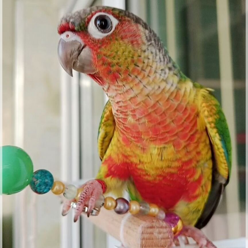 Пиррура выкормыш ручной