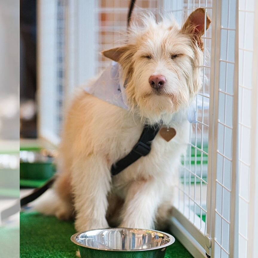 Взрослая собака в добрые руки