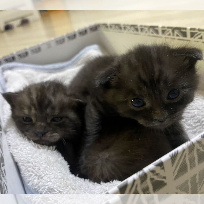 Шотландский вислоухий длинношёрстный котёнок