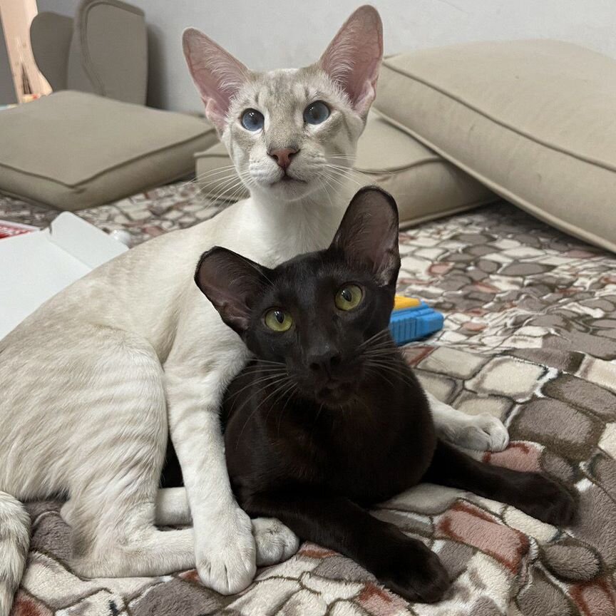 Ориентальный котёнок