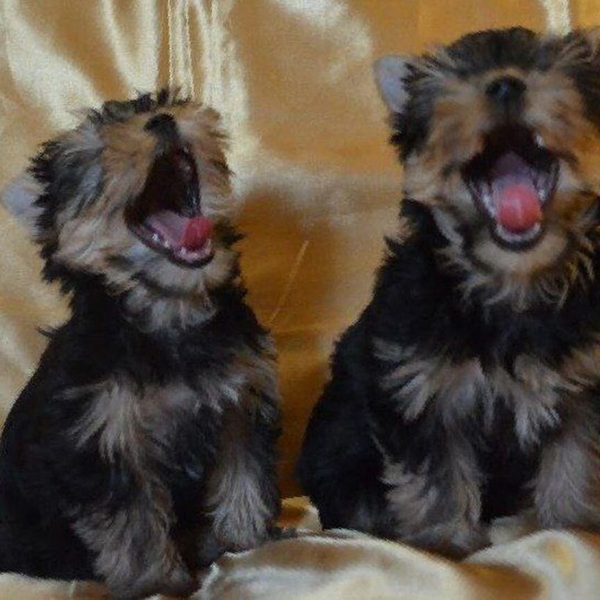 Йоркширский терьер щенки