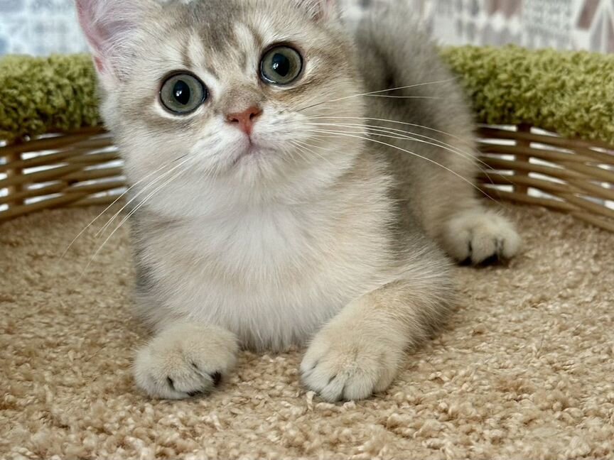 Кошка голубое золото шиншилла ау11