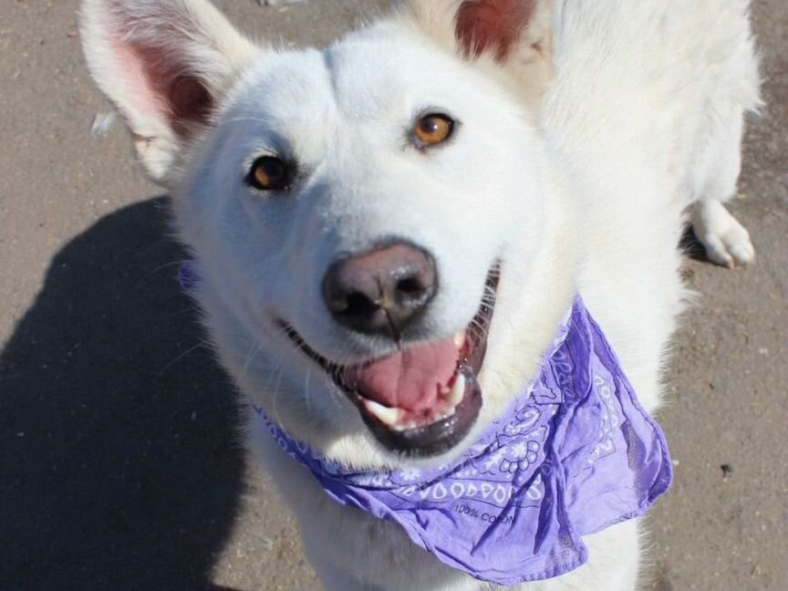 Супра собака из приюта