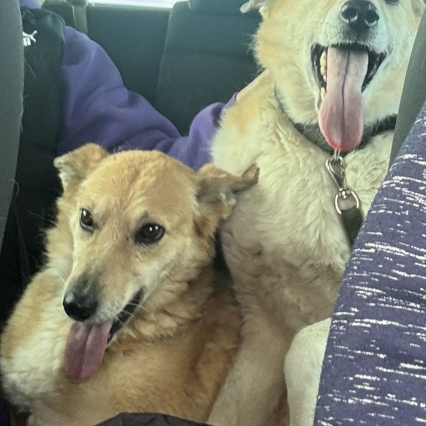 Взрослая собака в добрые руки