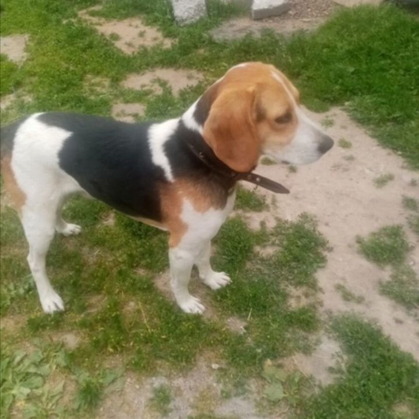 Щенки бесплатно