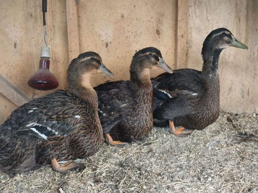 Руанские утки