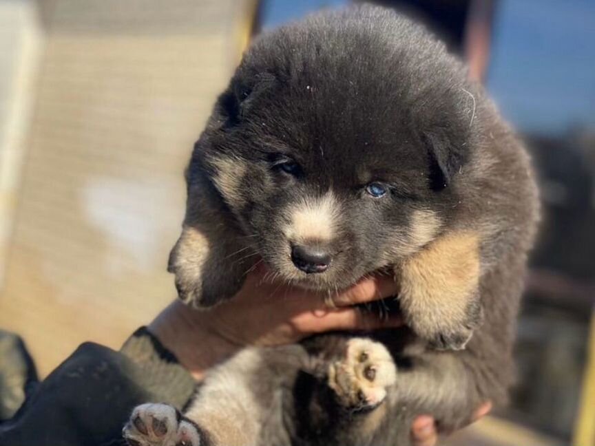 Супер детки хаски