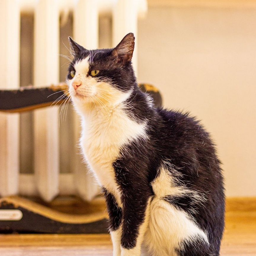 Кот Сашка ищет дом