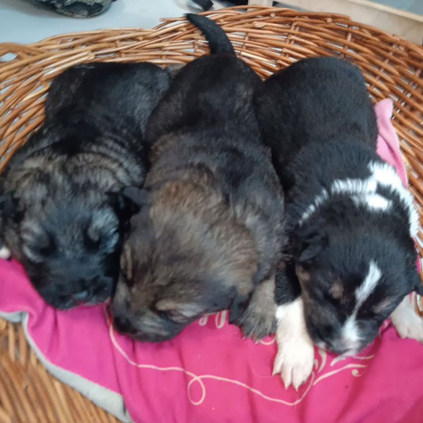 Щенок в добрые руки