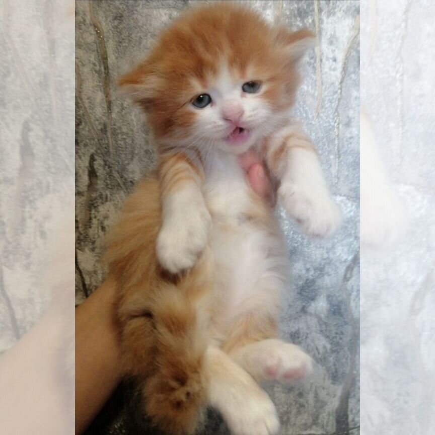 Шотландские длиношерстные котята