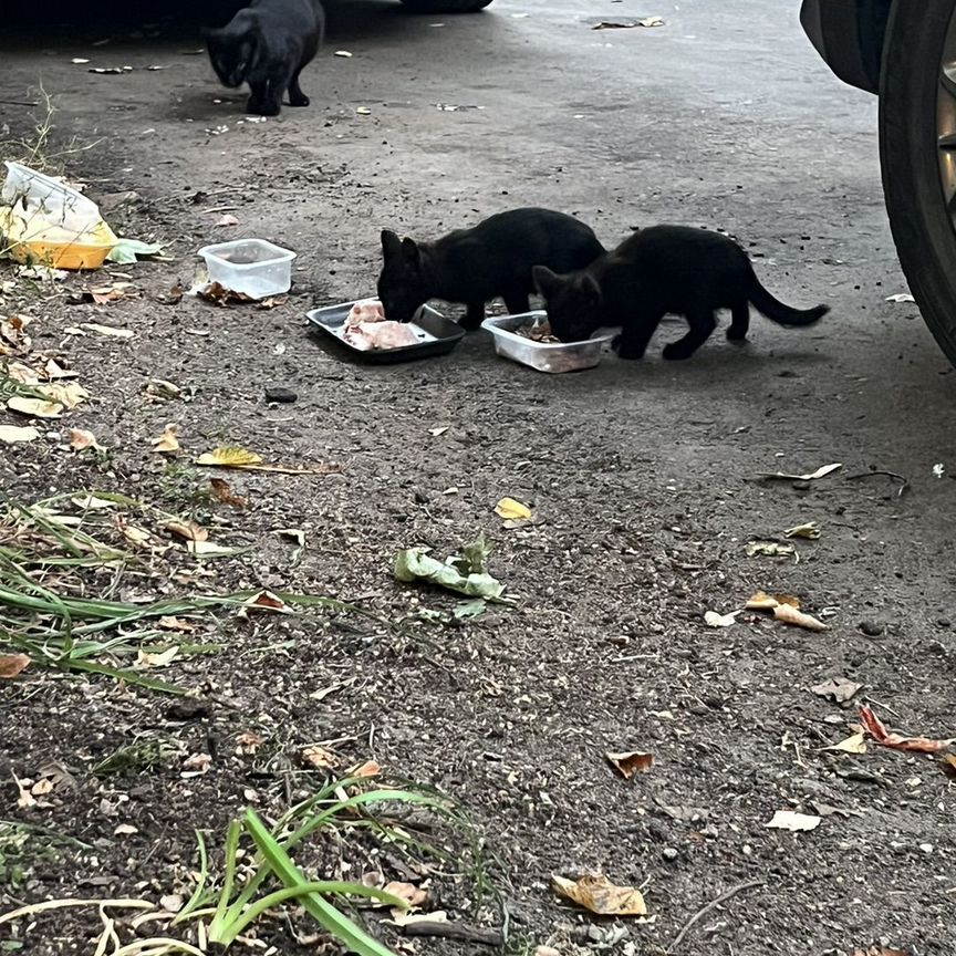 Черные замечательные котята