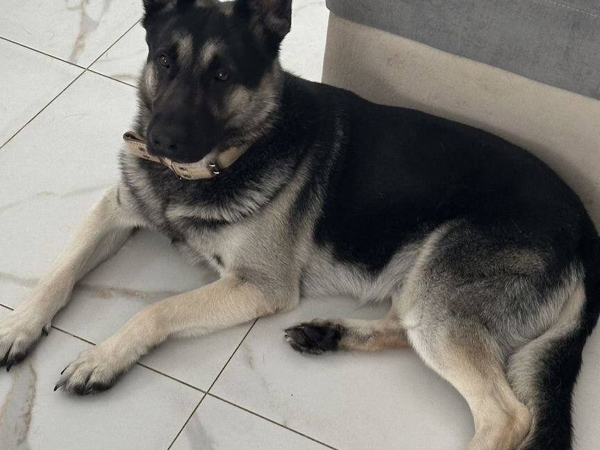 Восточноевропейская овчарка вязка