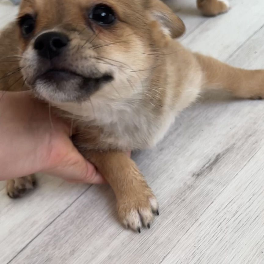 Маленькие собачки