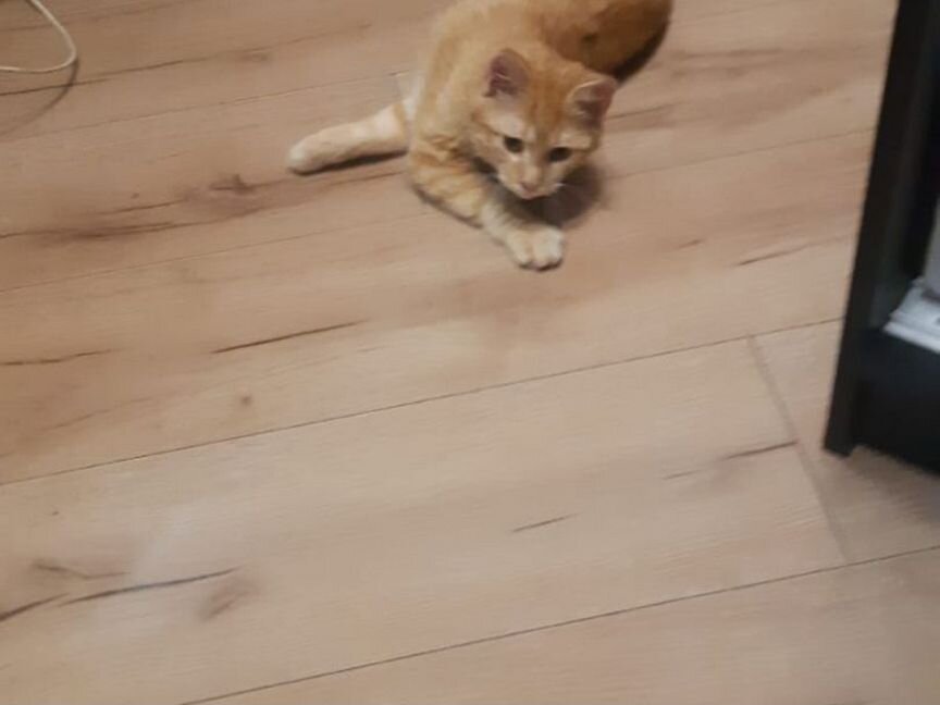 Котенок в добрые руки бесплатно
