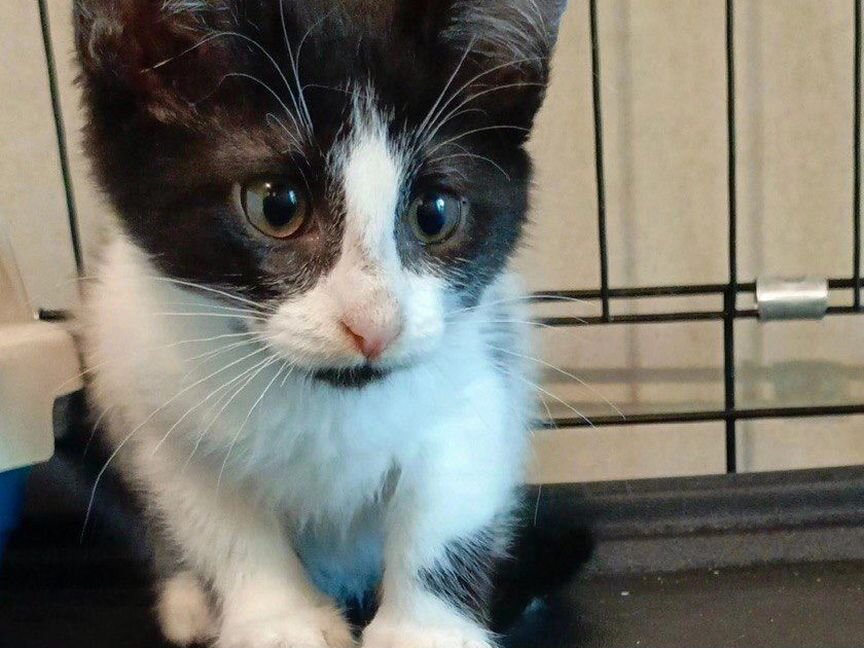 Котенок кошечка 3 месяца