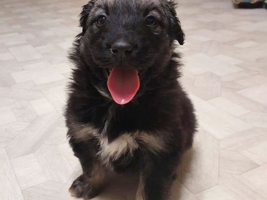 Щенок мальчик в добрые руки