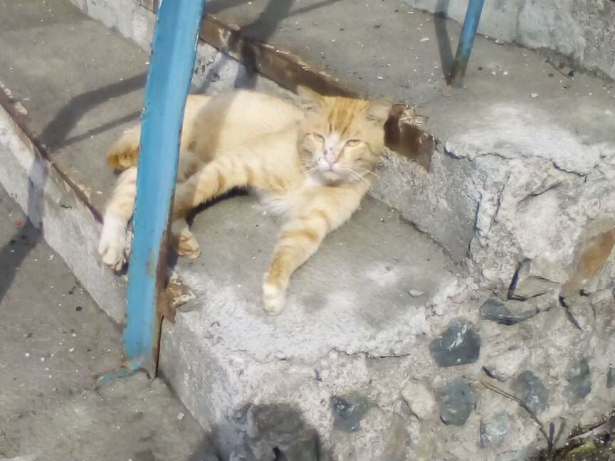 Рыженький кот ищет теплый дом