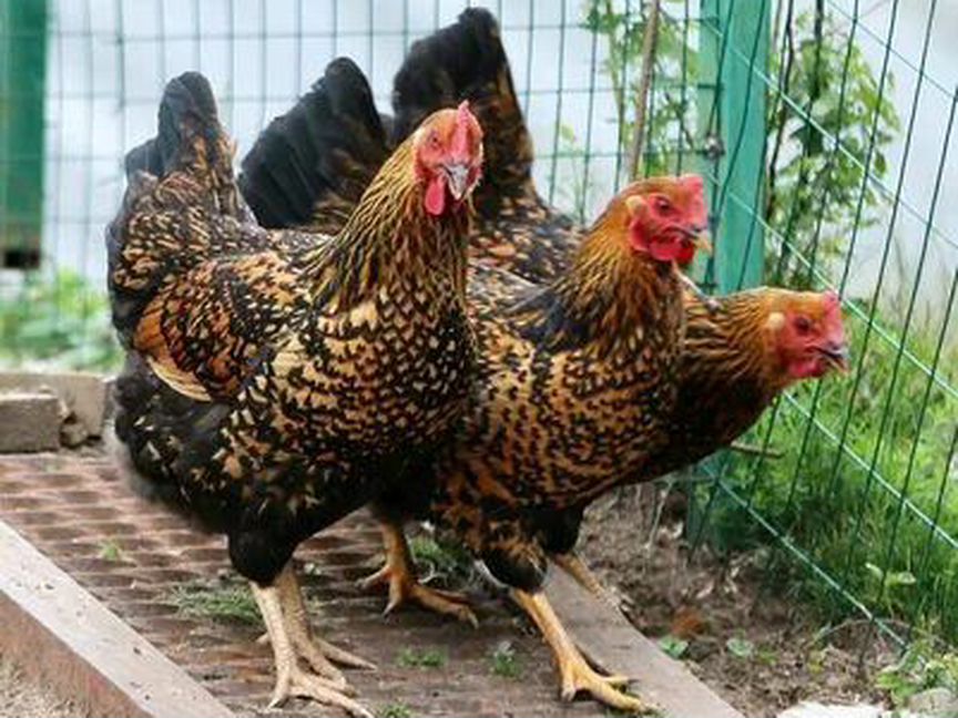 Кучинская юбилейная (окаймленная)