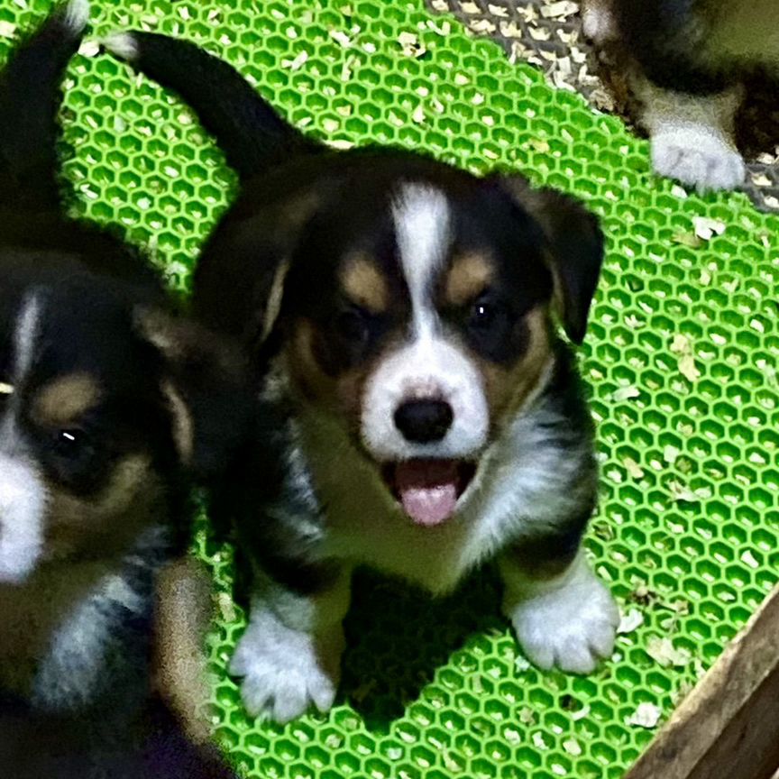 Продажа малышей вельш корги кардиган