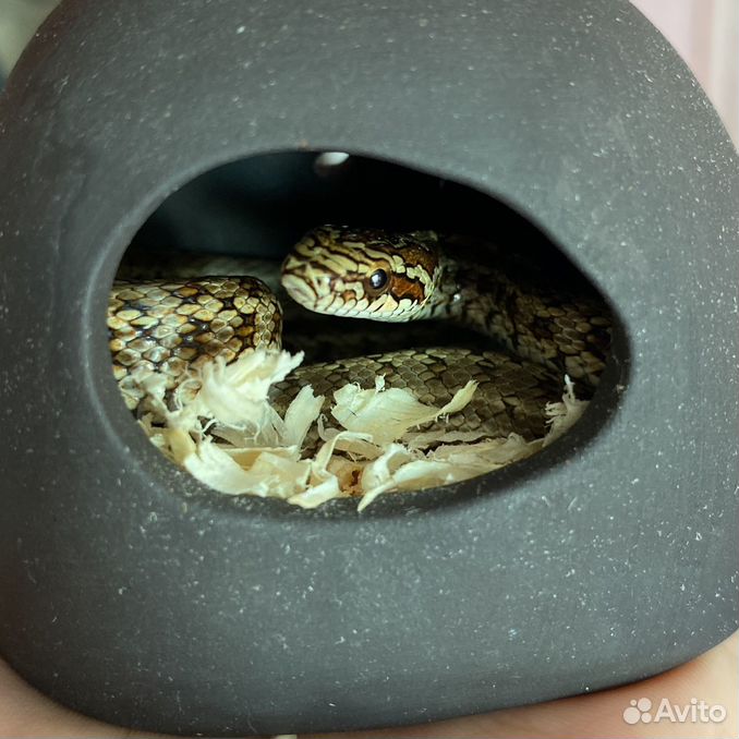 Узорчатый полоз