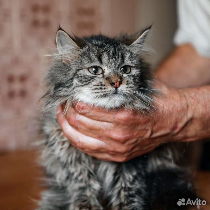 Обаятельный Лёва ищет дом