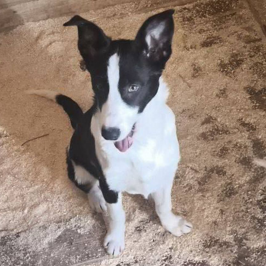 Щенок в добрые руки