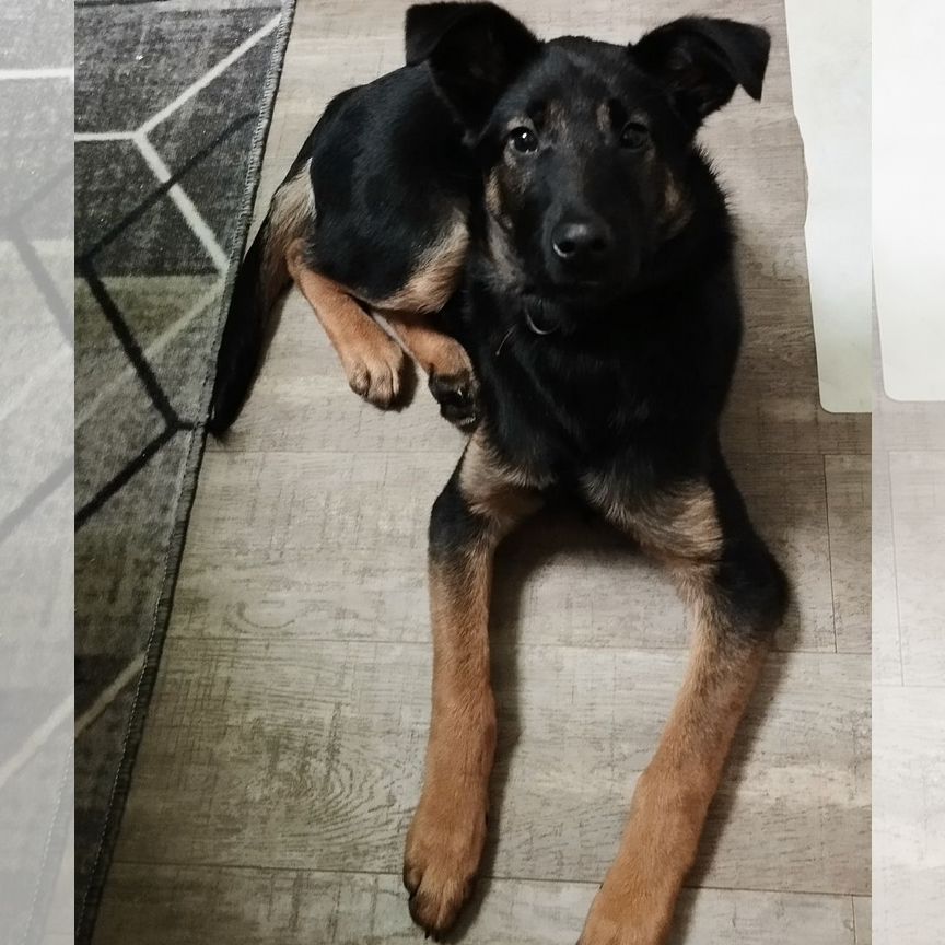 Щенок в добрые руки