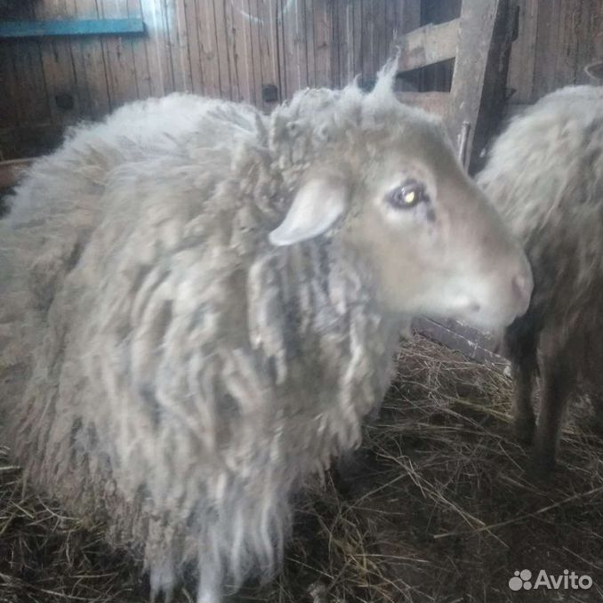 Баранина живым весом