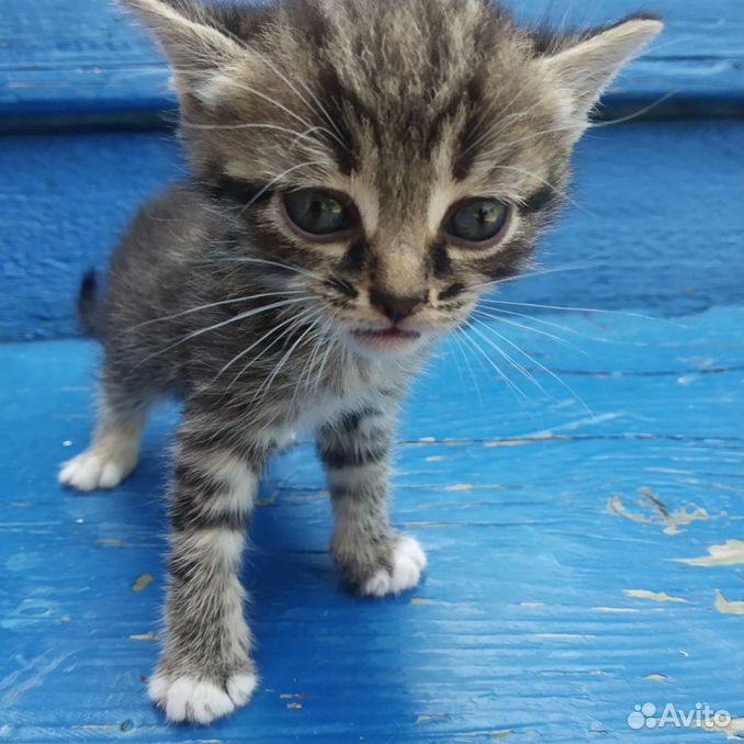 Котата в добрые руки