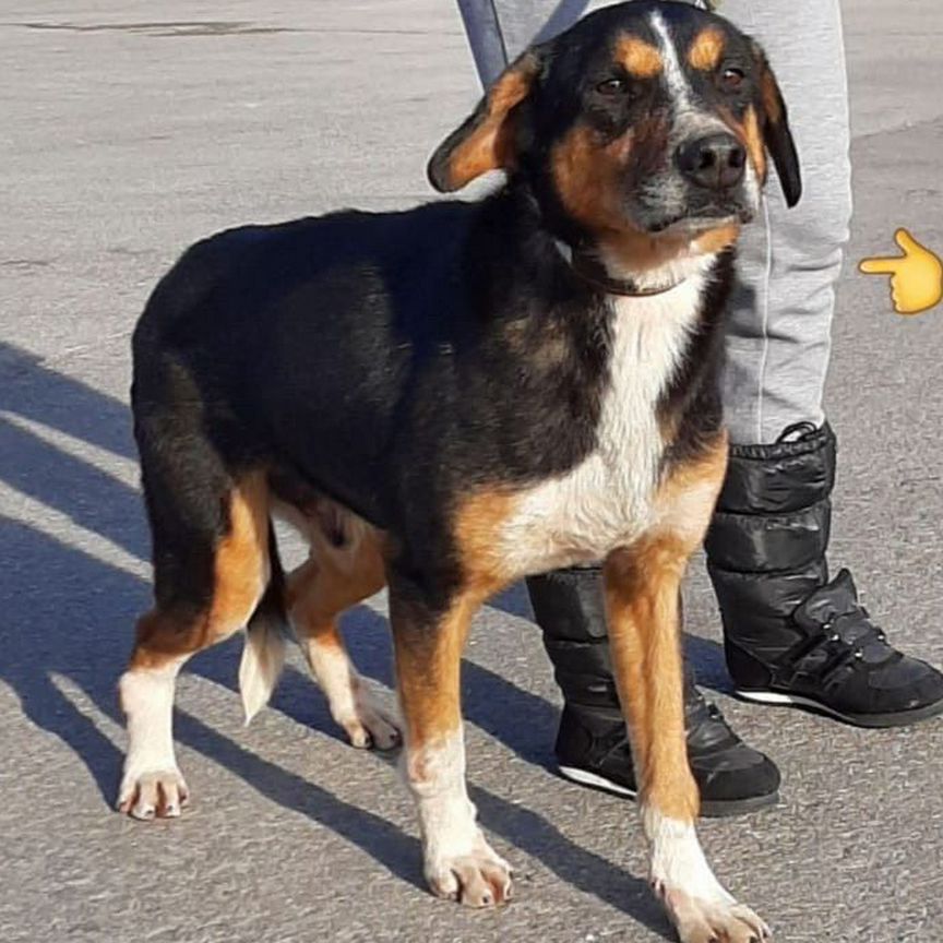 Тим старичок,ждет в приюте