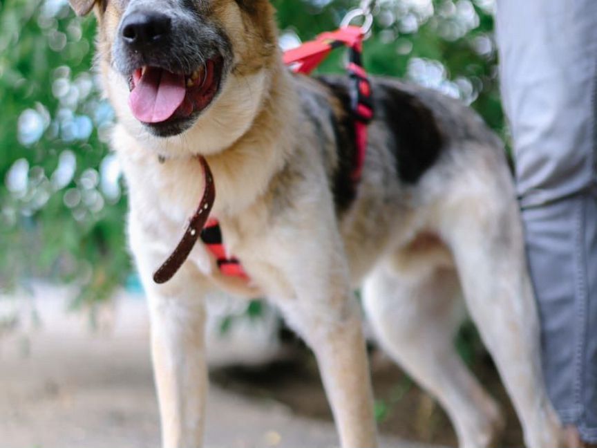 Микс ждет своего хозяина, учителя и просто друга