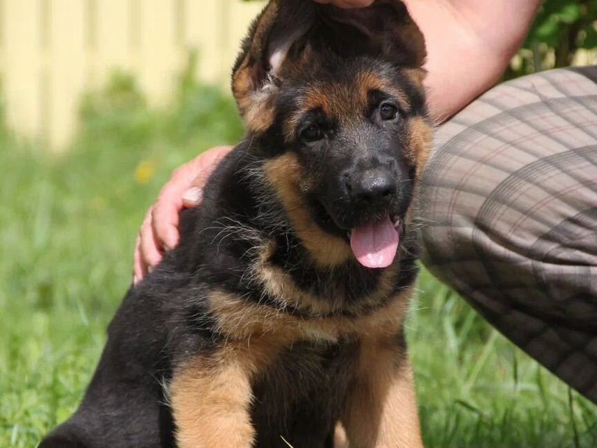 Щенок немецкой овчарки (кобель)